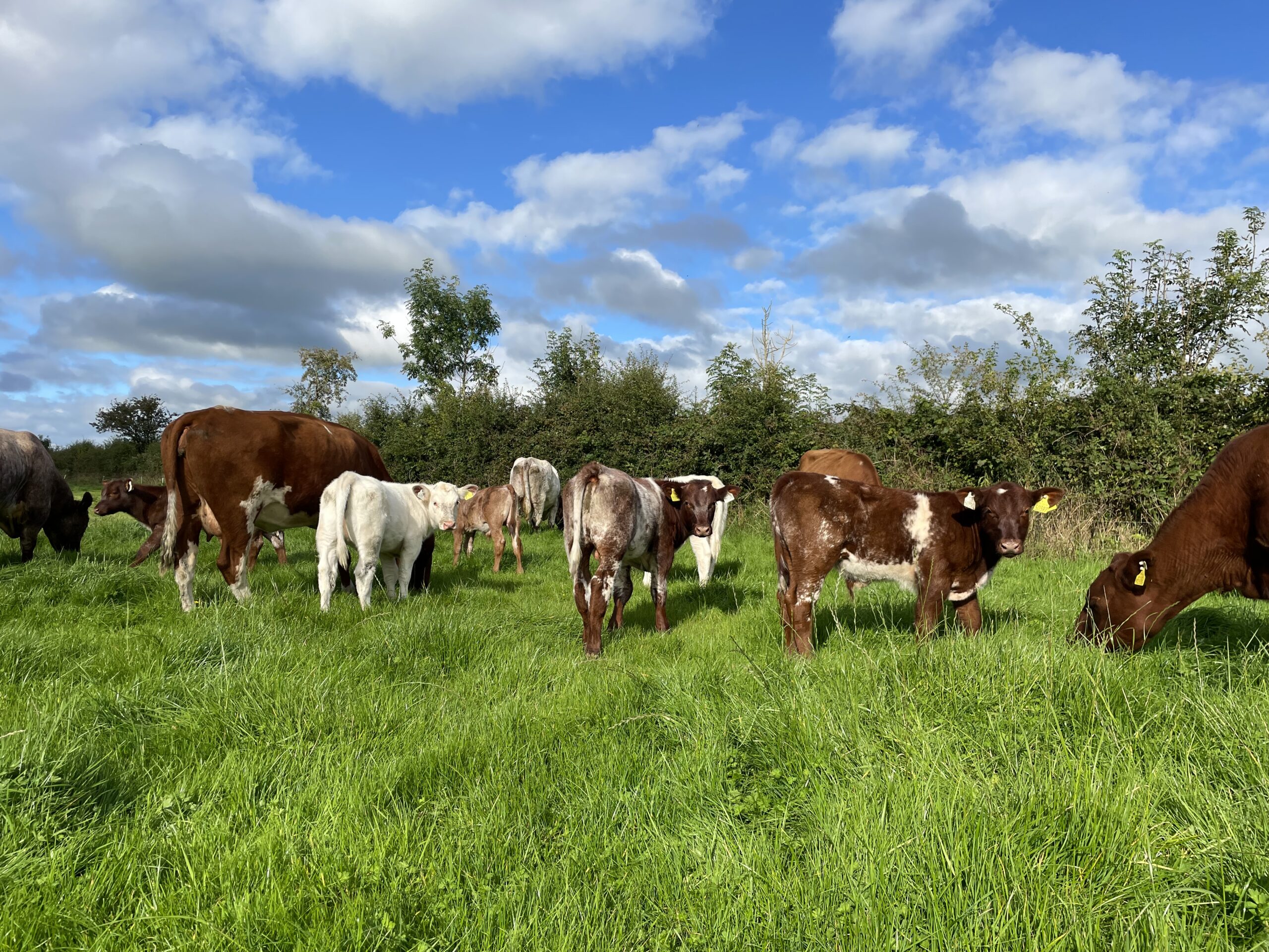 Elphin Angus and Shorthorn breeder's show success story - Agriland.ie