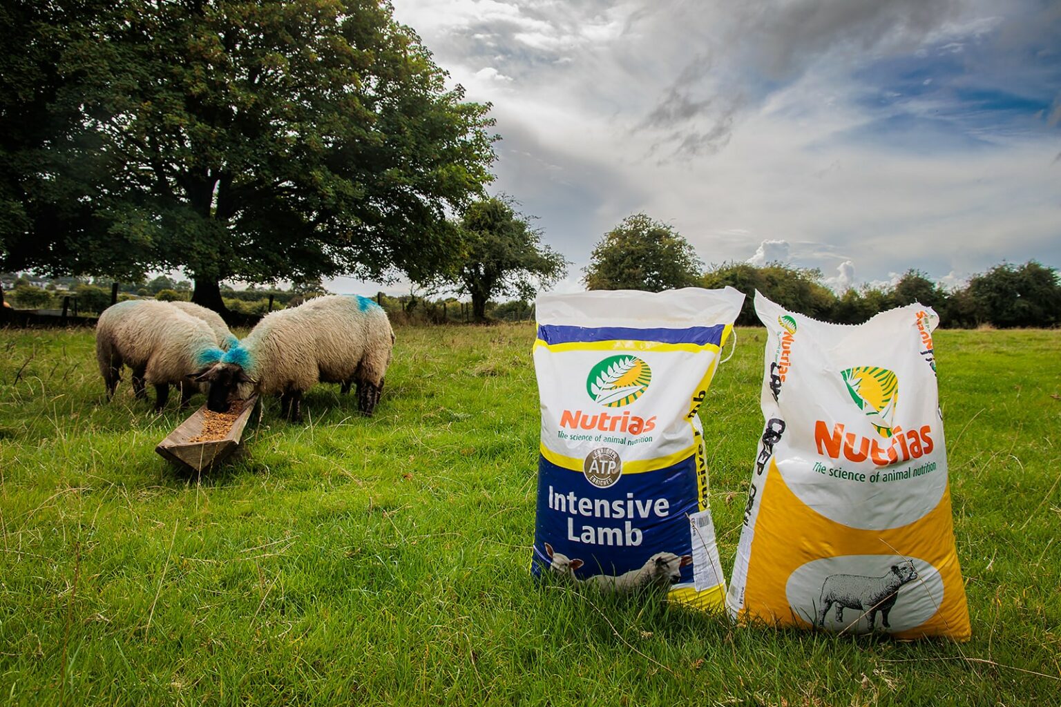 Maximising lamb performance post-weaning - Agriland.ie