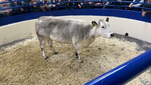 €4,650 for suckler pairings at Bovanto sale in Carrigallen - Agriland.ie