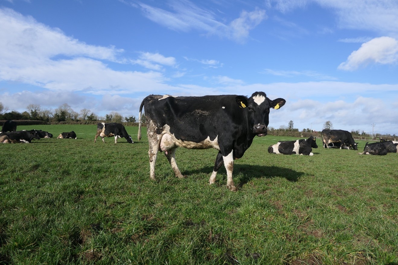 IHFA Farmer Focus Series: Family farms at the heart of Irish dairy ...