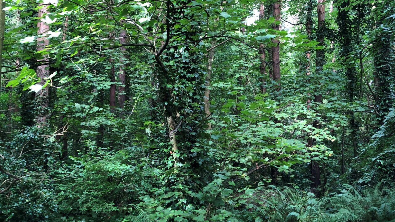 New 'urban forest' proposal 'ticking all the boxes' - cllr - Agriland.ie