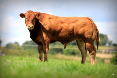 Hybrid bulls hit €5,300 in Tateetra timed online auction - Agriland.ie