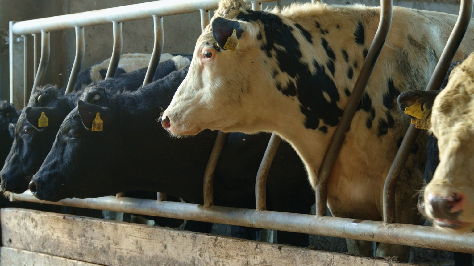 Combining tillage and dairy calf-to-beef system in Cork - Agriland.ie