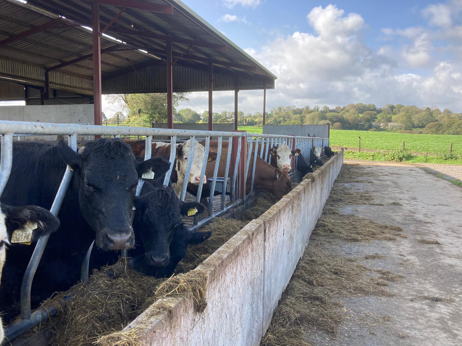 ABP Demo Farm: Wet weather, housing cattle and kill-out results ...