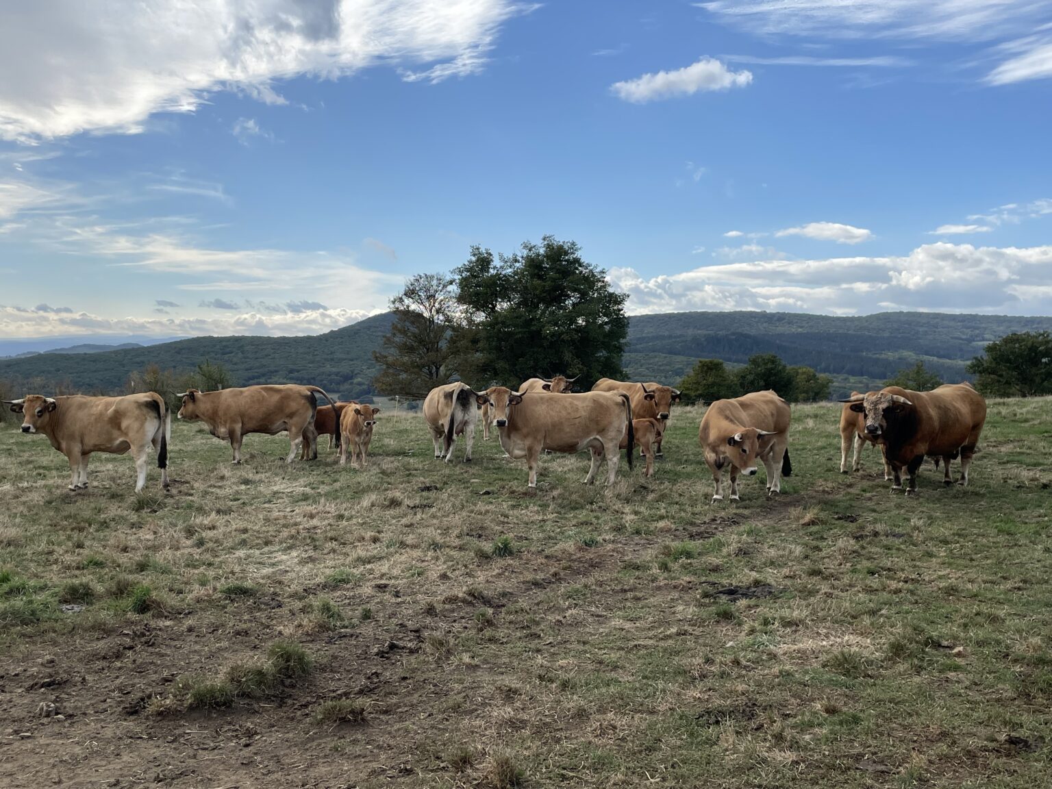 Video: Breeding Aubrac cattle high up in the hills of France - Agriland.ie