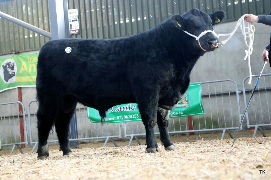 The top pedigree angus show and sale returns to Carrick - Agriland.ie