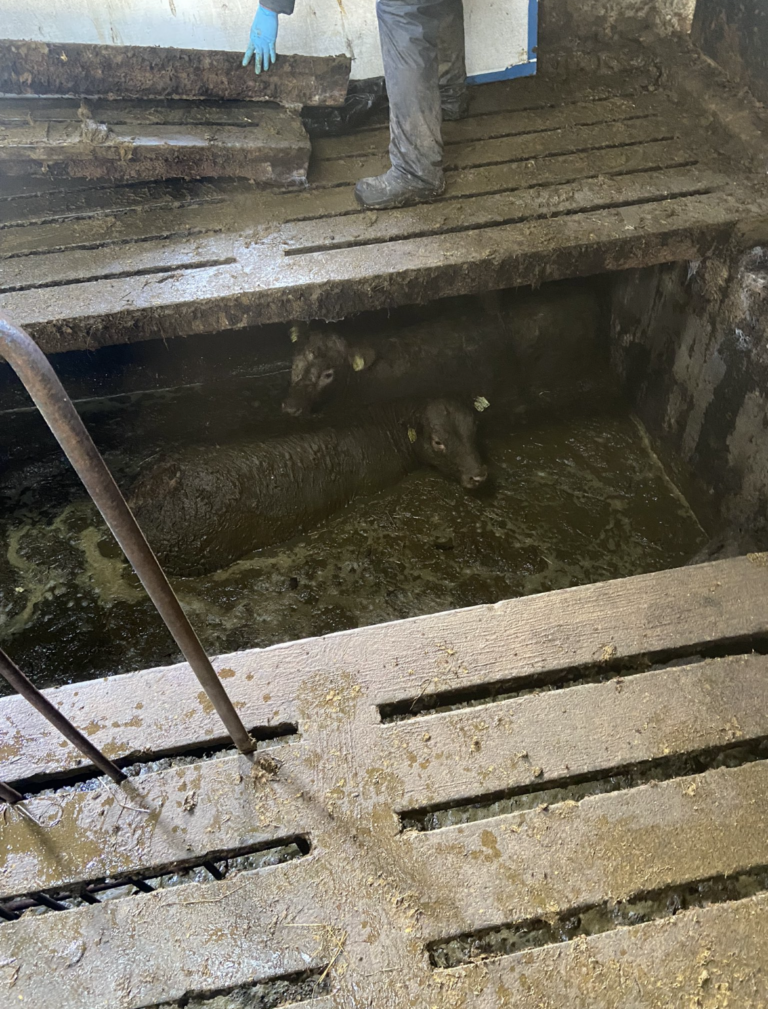 Close call as slats give way in livestock shed on Offaly farm - Agriland.ie