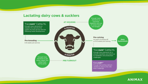 Spend less time creating a smoother transition dry cow period - Agriland.ie