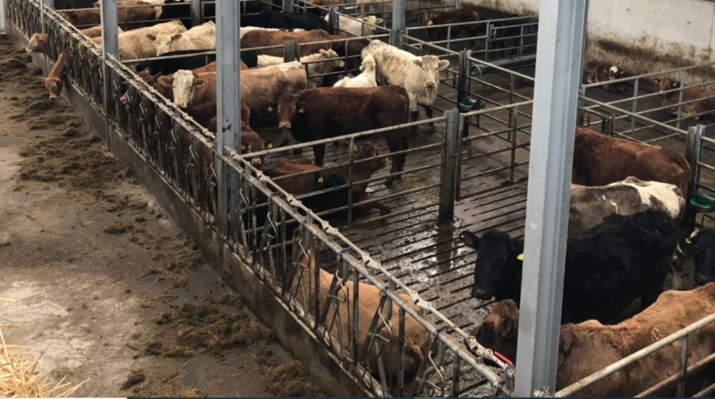 Advice: Cattle coughing post-housing should not be ignored - Agriland.ie