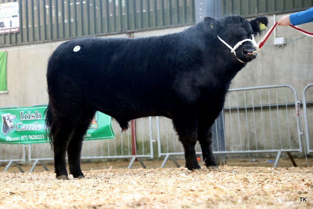 The top pedigree angus show and sale returns to Carrick - Agriland.ie