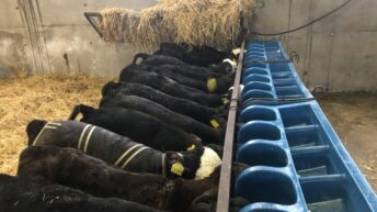 ABP Demo Farm: Cattle, calf, sheep and grass performance - Agriland.ie