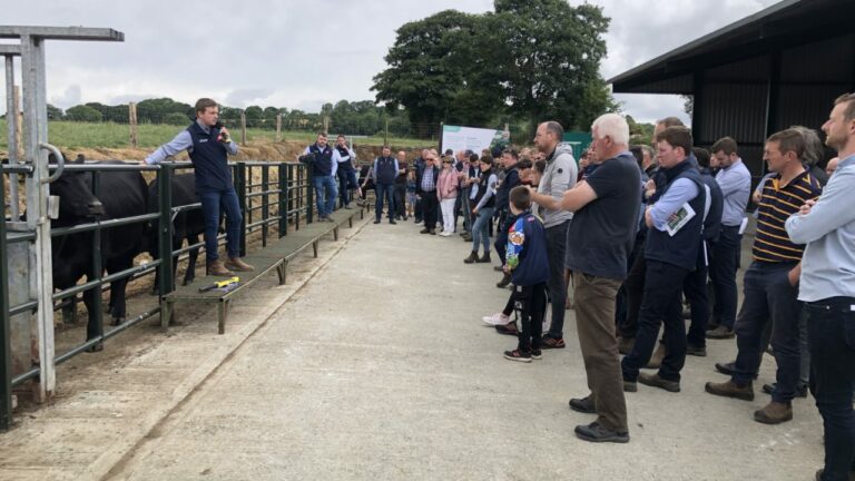 ABP Demo Farm: Cattle, calf, sheep and grass performance - Agriland.ie