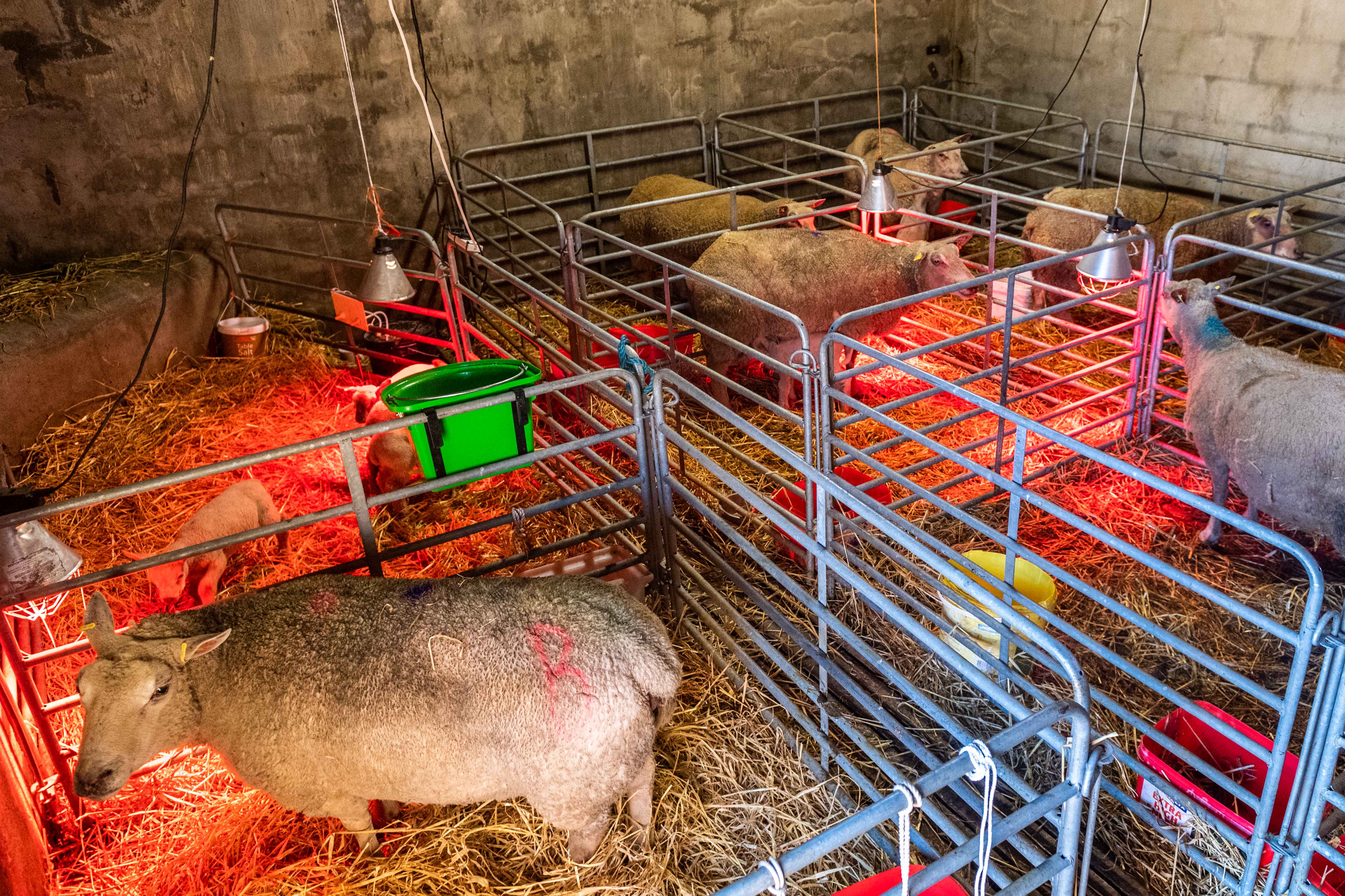 A comprehensive guide to a productive lambing season - Agriland.ie