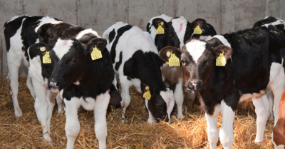 Calf rearing: The answer to all of your questions - Agriland.ie