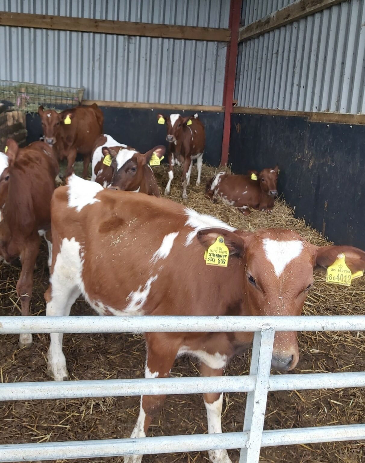 Calf feeding system at Buxton dairy farm aids rumen development