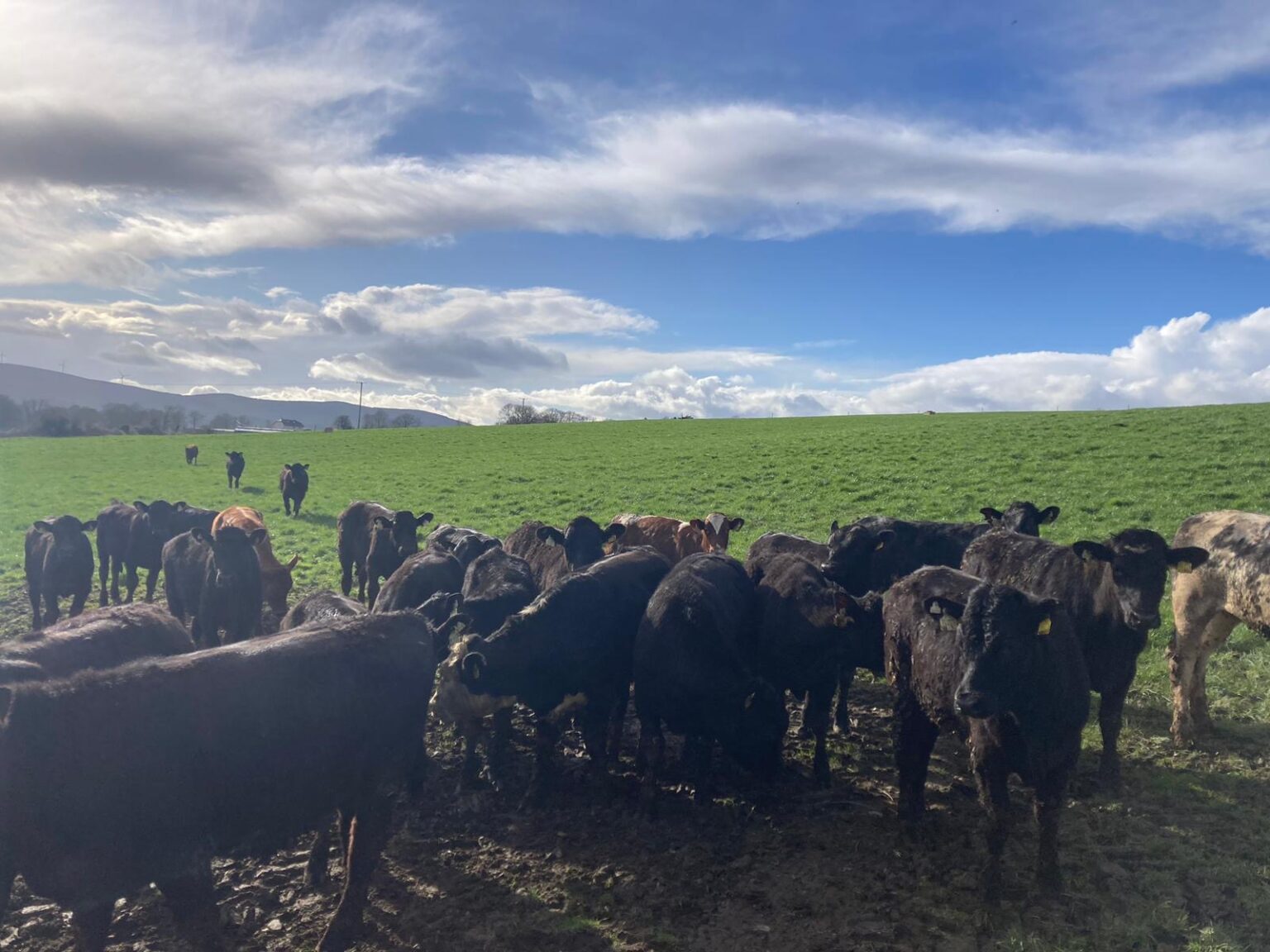2024-born dairy-beef calves arrive to ABP Demo Farm - Agriland.ie