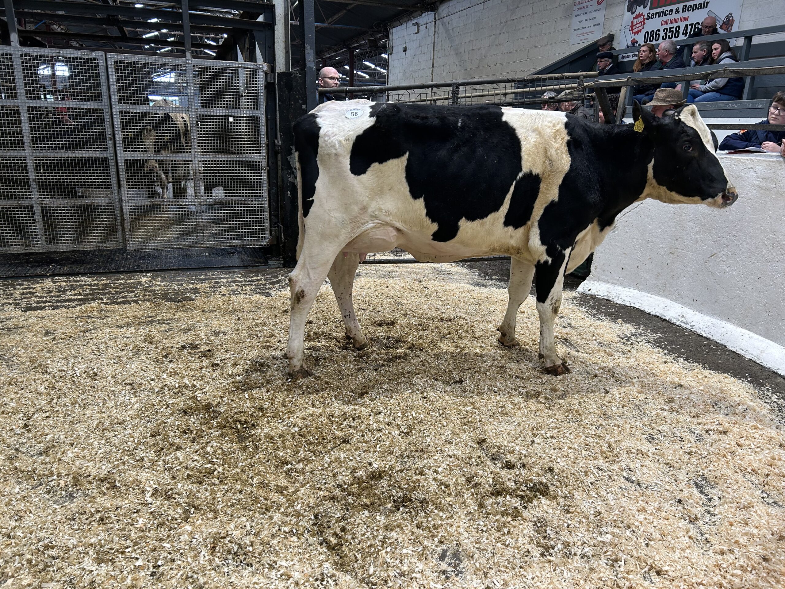 In pictures: The 149th Taaffe auctions Carnaross dairy sale - Agriland.ie