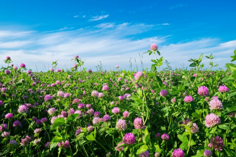 Silage: The importance of red clover - Agriland.ie