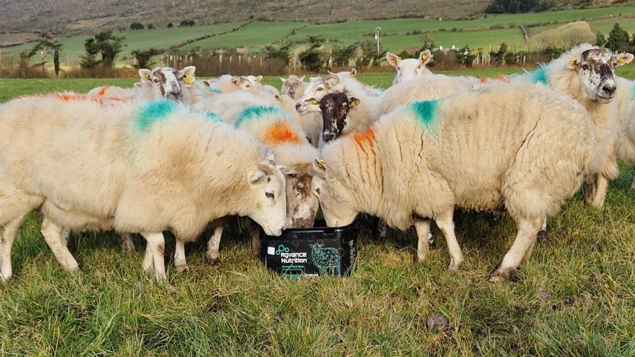 Kerry farmer enhances sheep nutrition with high energy mineral buckets ...