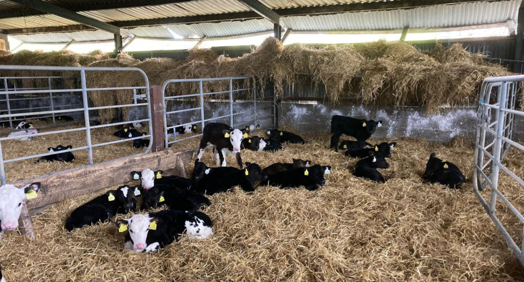 ABP Beef Series: What does it cost to rear a calf? - Agriland.ie