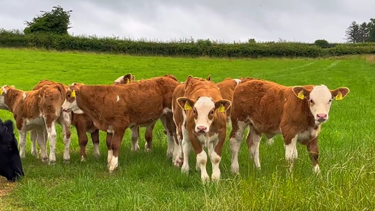 Protecting valuable Simmental calves from scour in early life - Agriland.ie