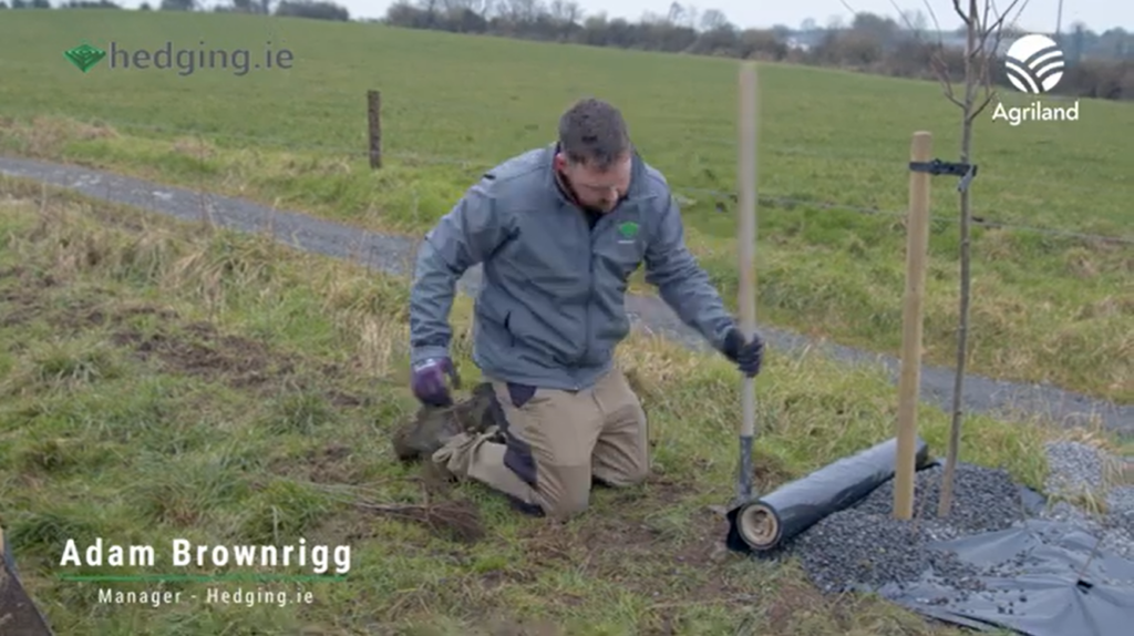 Watch: Advice on how to set a hedge for the ACRES scheme - Agriland.ie
