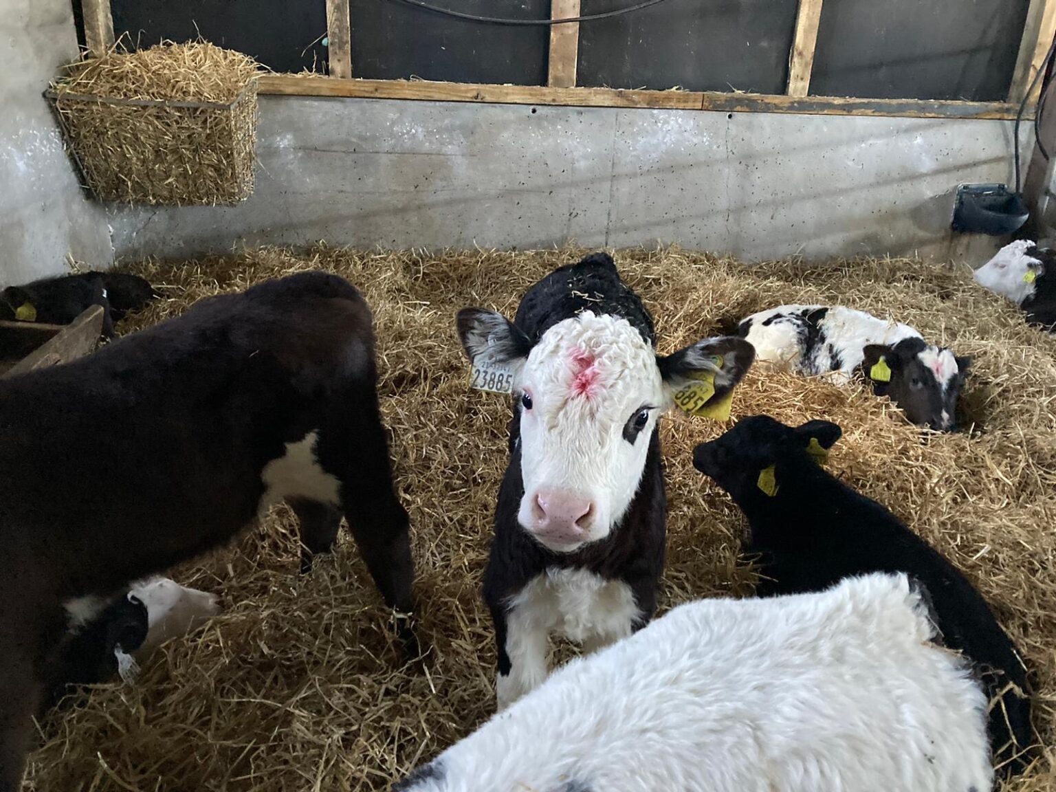 2024-born dairy-beef calves arrive to ABP Demo Farm - Agriland.ie