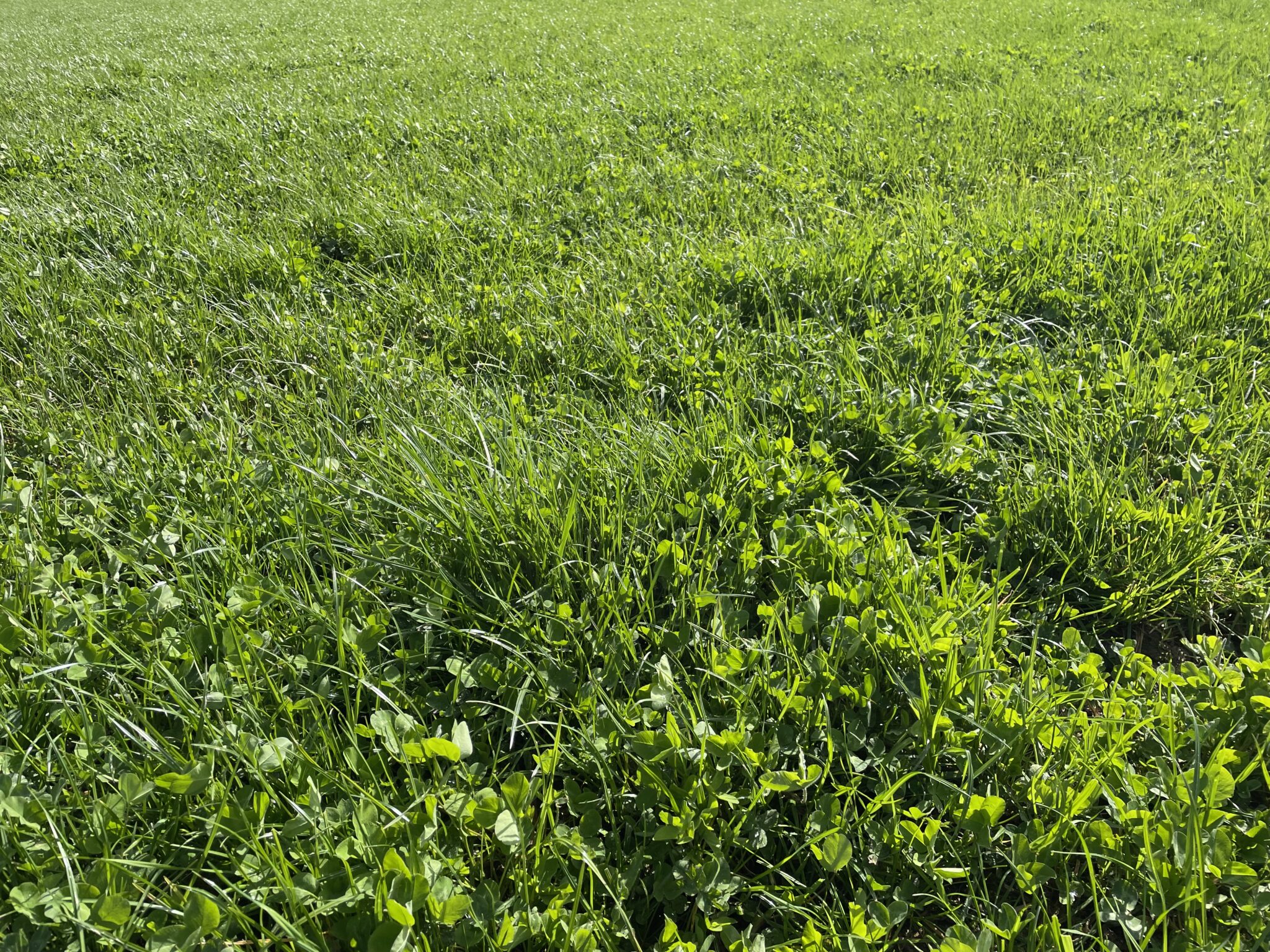 Red clover silage schemes and savings available to farms - Agriland.ie