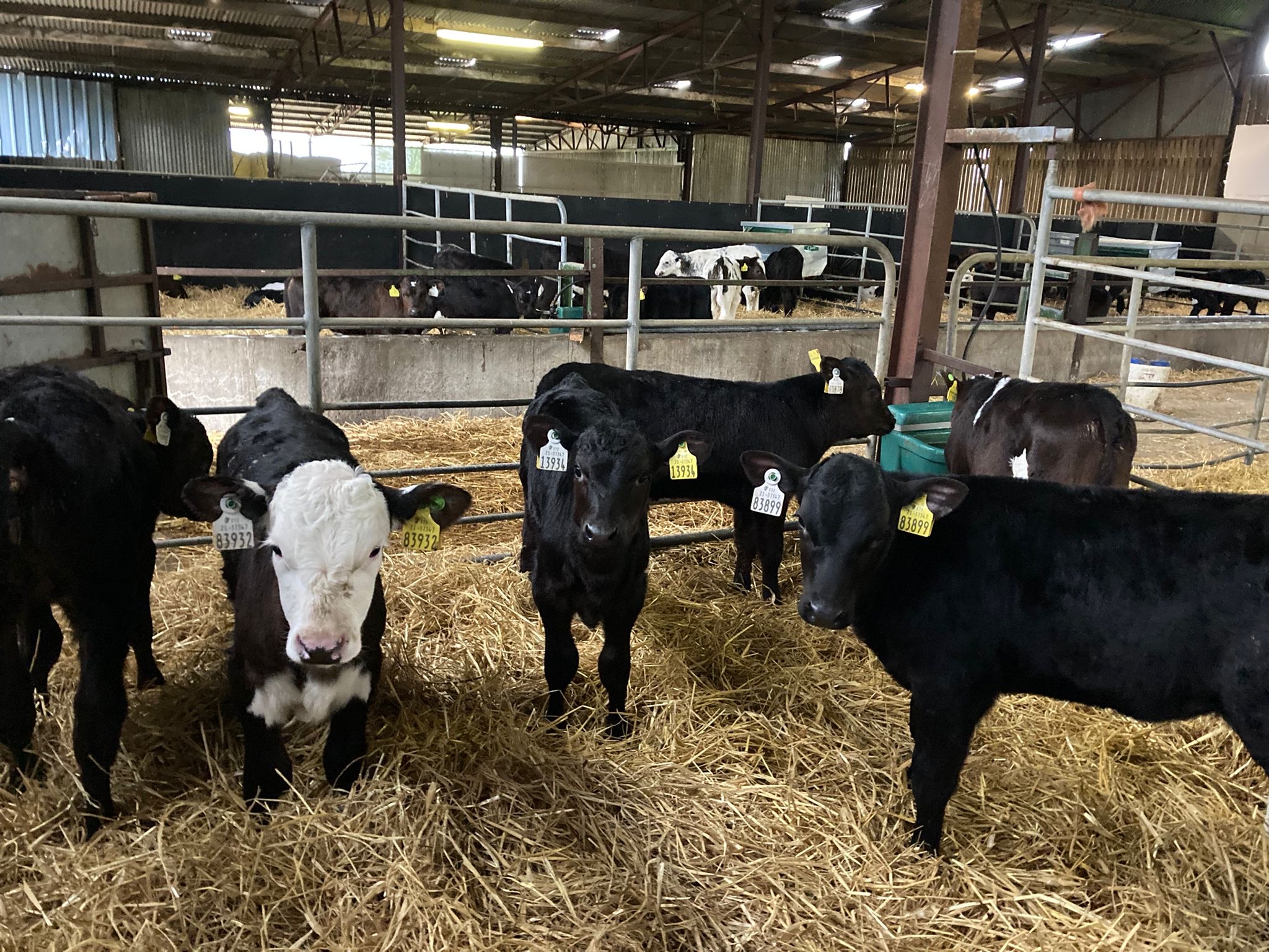 ABP Demo Farm: Calf rearing, cattle grazing and lamb sales - Agriland.ie