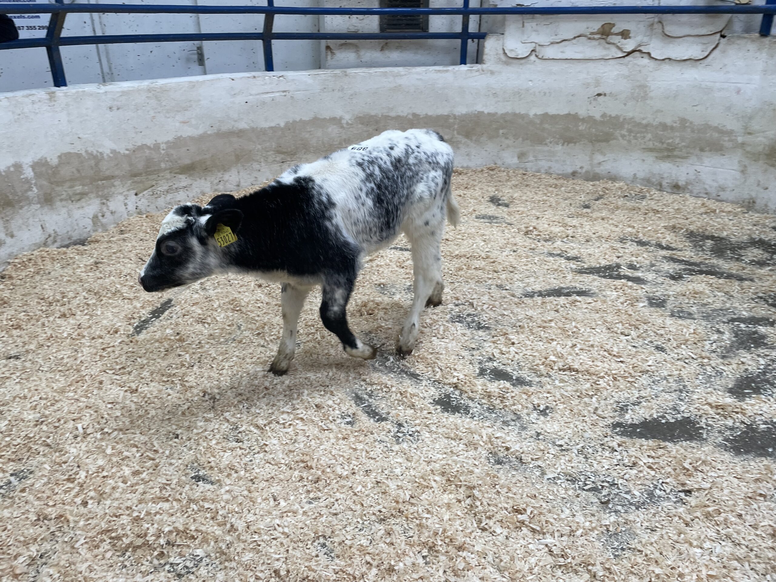 Mart report: Weekly calf and bullock sale at Carnaross - Agriland.ie