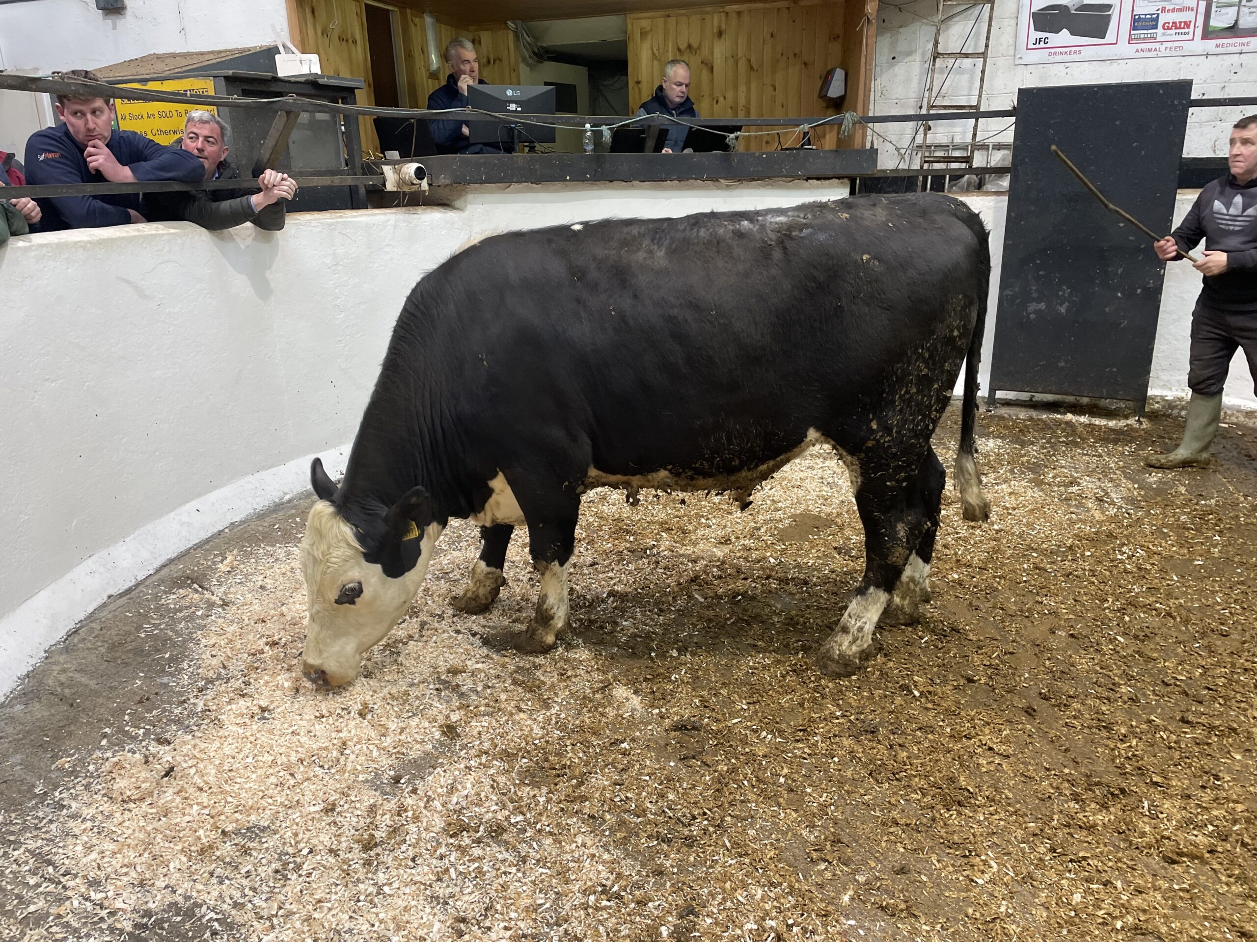 Mart report: Weekly calf and bullock sale at Carnaross - Agriland.ie