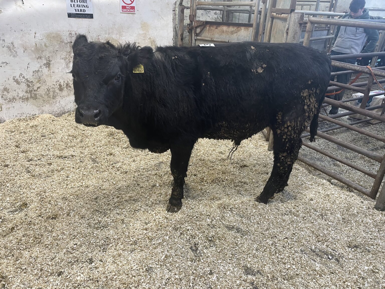 Mart report: General and organic cattle prices at Drumshanbo - Agriland.ie