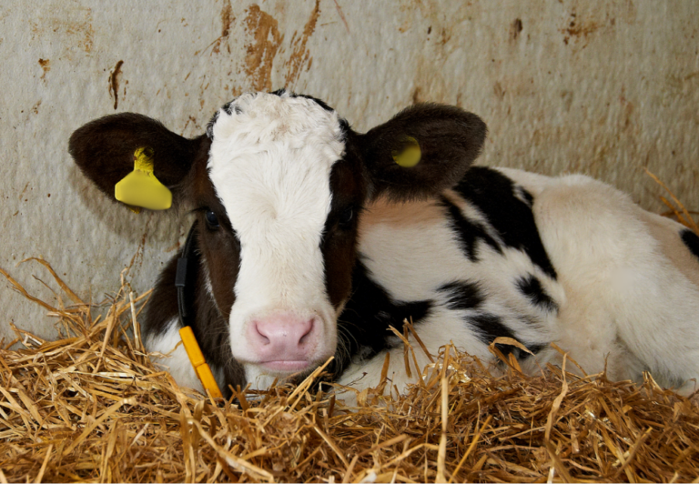 Preventing abomasal bloat in young calves - Agriland.ie