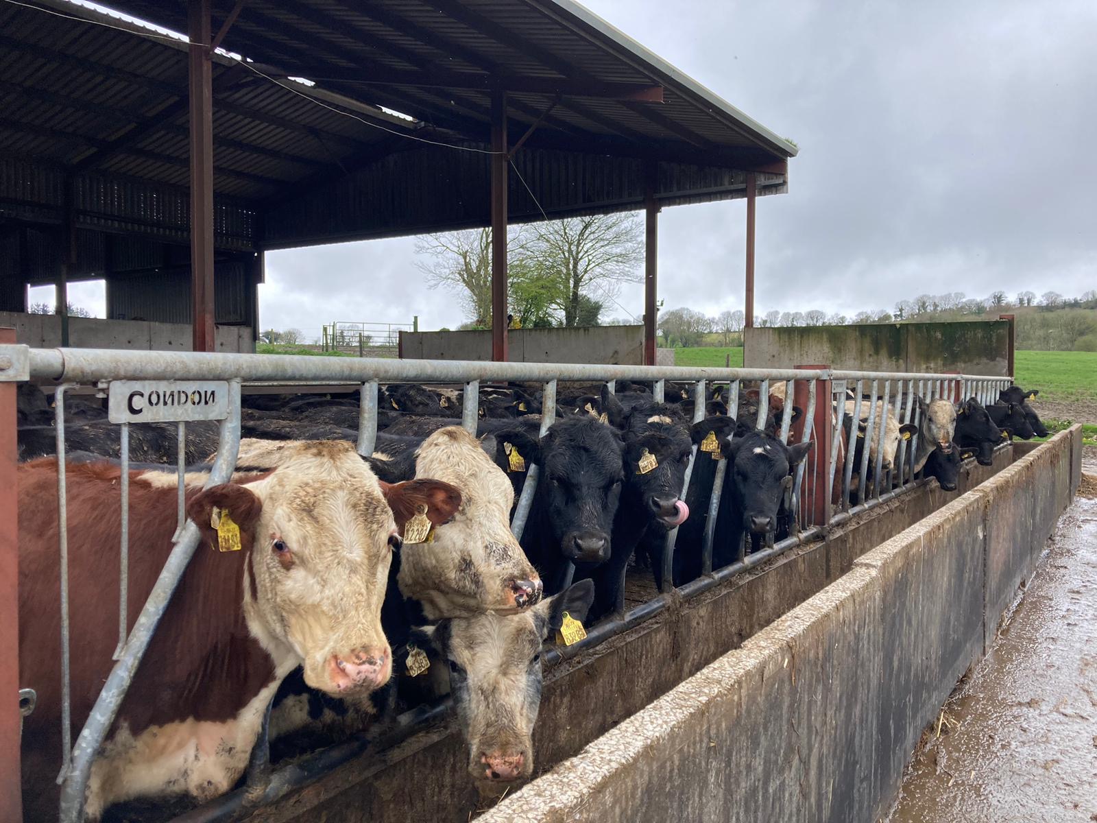 Spring struggles on the ABP Demo Farm as rain persists - Agriland.ie