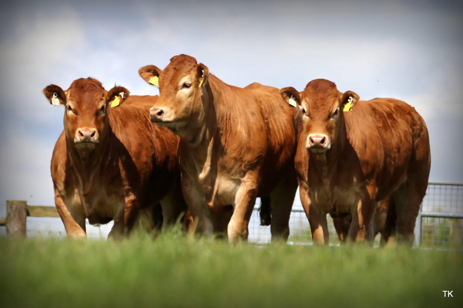 Bailey's Red Ladies Online Limousin Sale kicks off - Agriland.ie