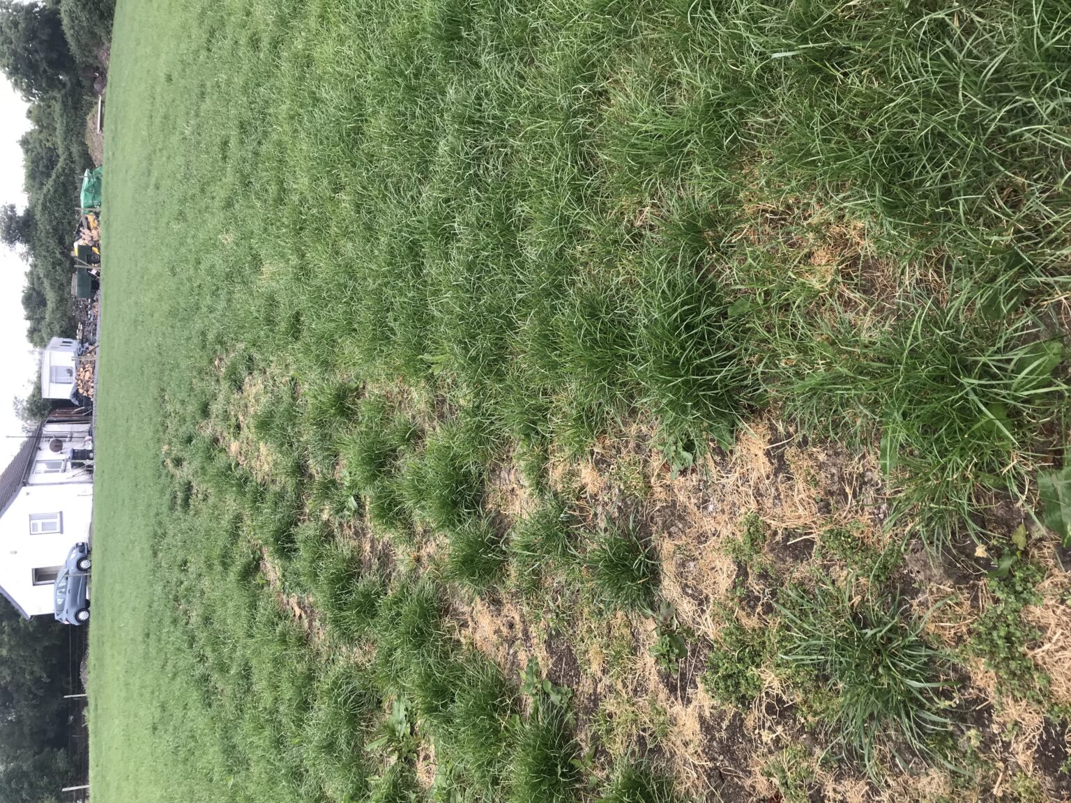 ProClova XL: The ideal post-reseeding herbicide - Agriland.ie