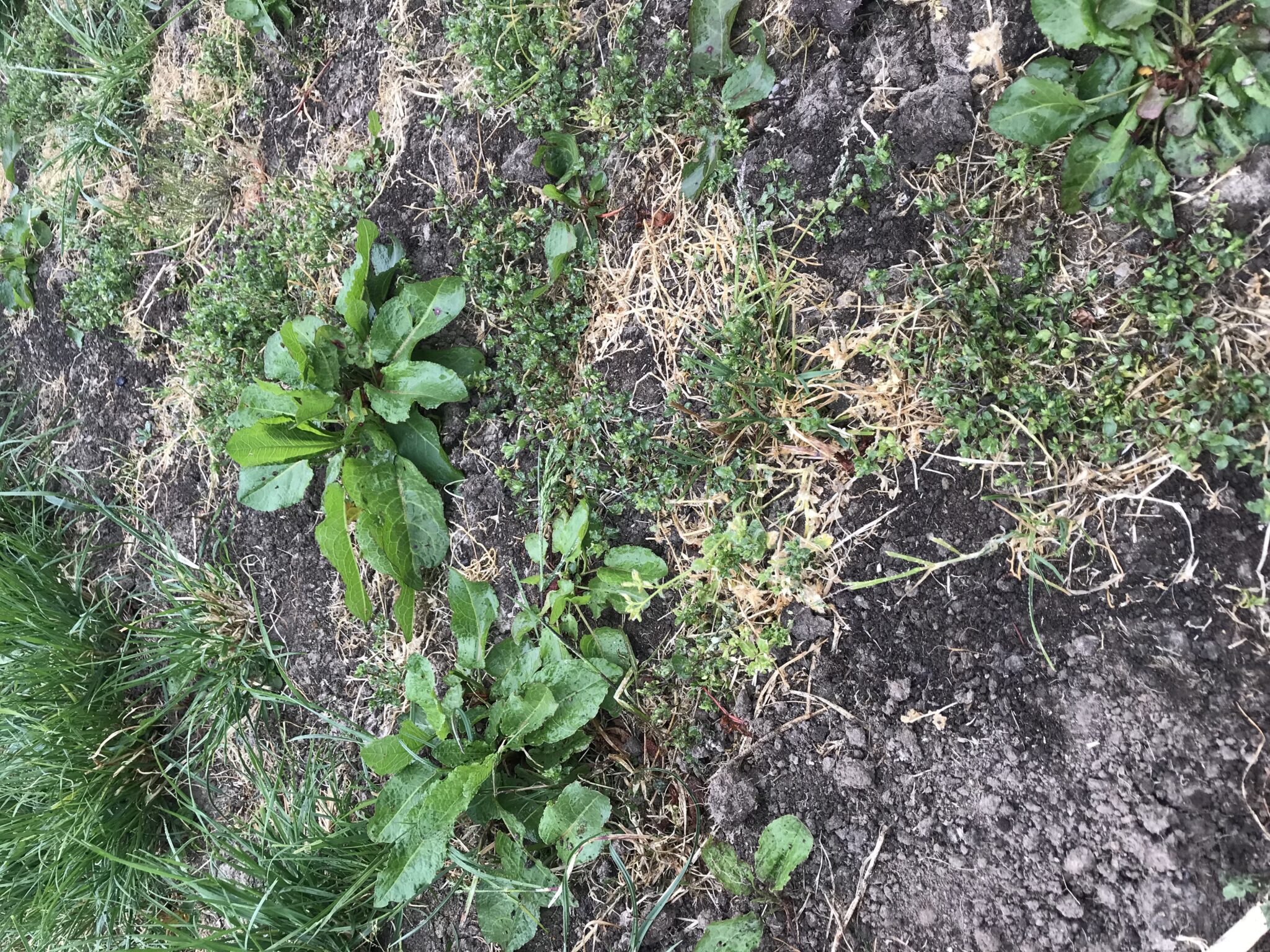 ProClova XL: The ideal post-reseeding herbicide - Agriland.ie