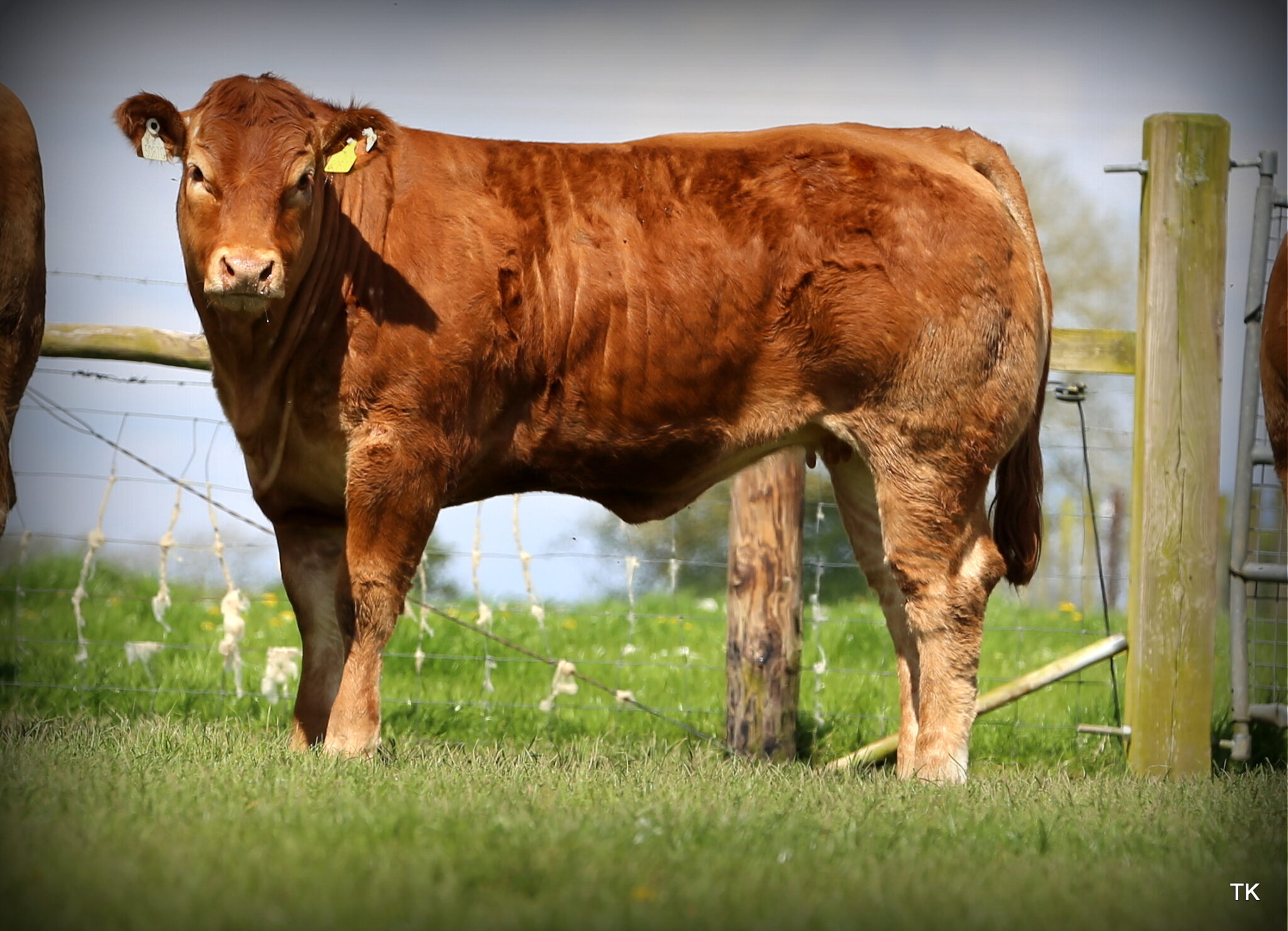 Bailey's Red Ladies Online Limousin Sale kicks off - Agriland.ie