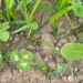 ProClova XL: The ideal post-reseeding herbicide - Agriland.ie