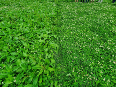 ProClova XL: The ideal post-reseeding herbicide - Agriland.ie