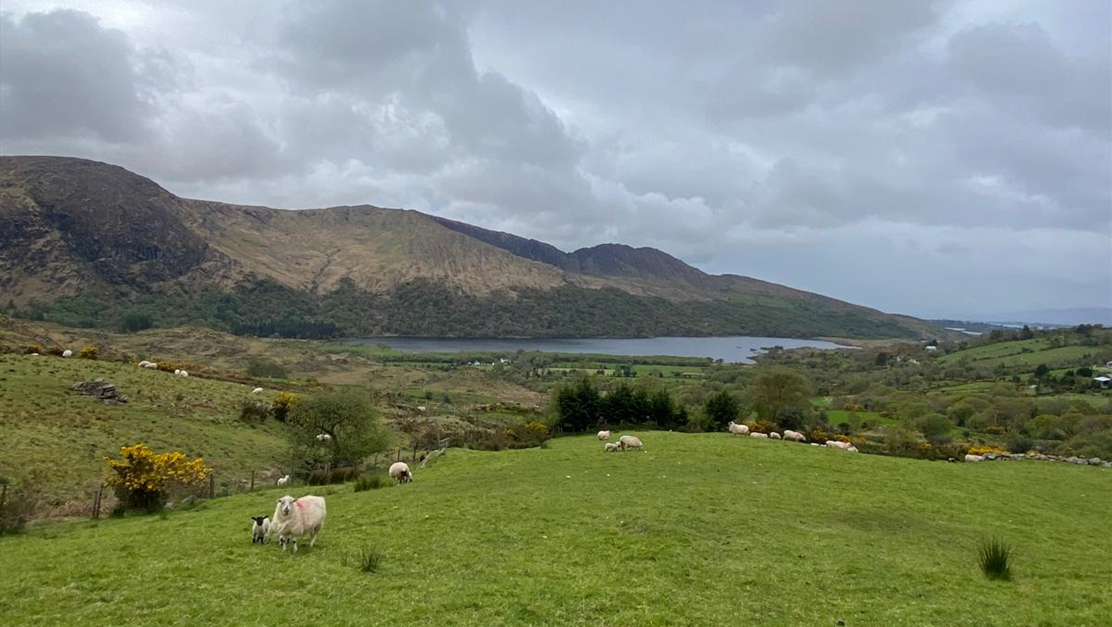 ICM Lamb Sustainability Trial update from Kerry farms - Agriland.ie
