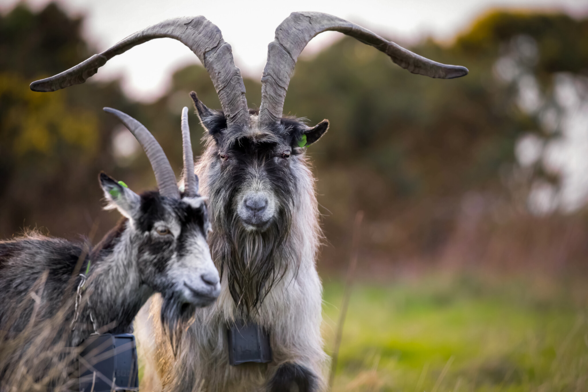 Goat herders and apprentices sought for Howth project - Agriland.ie