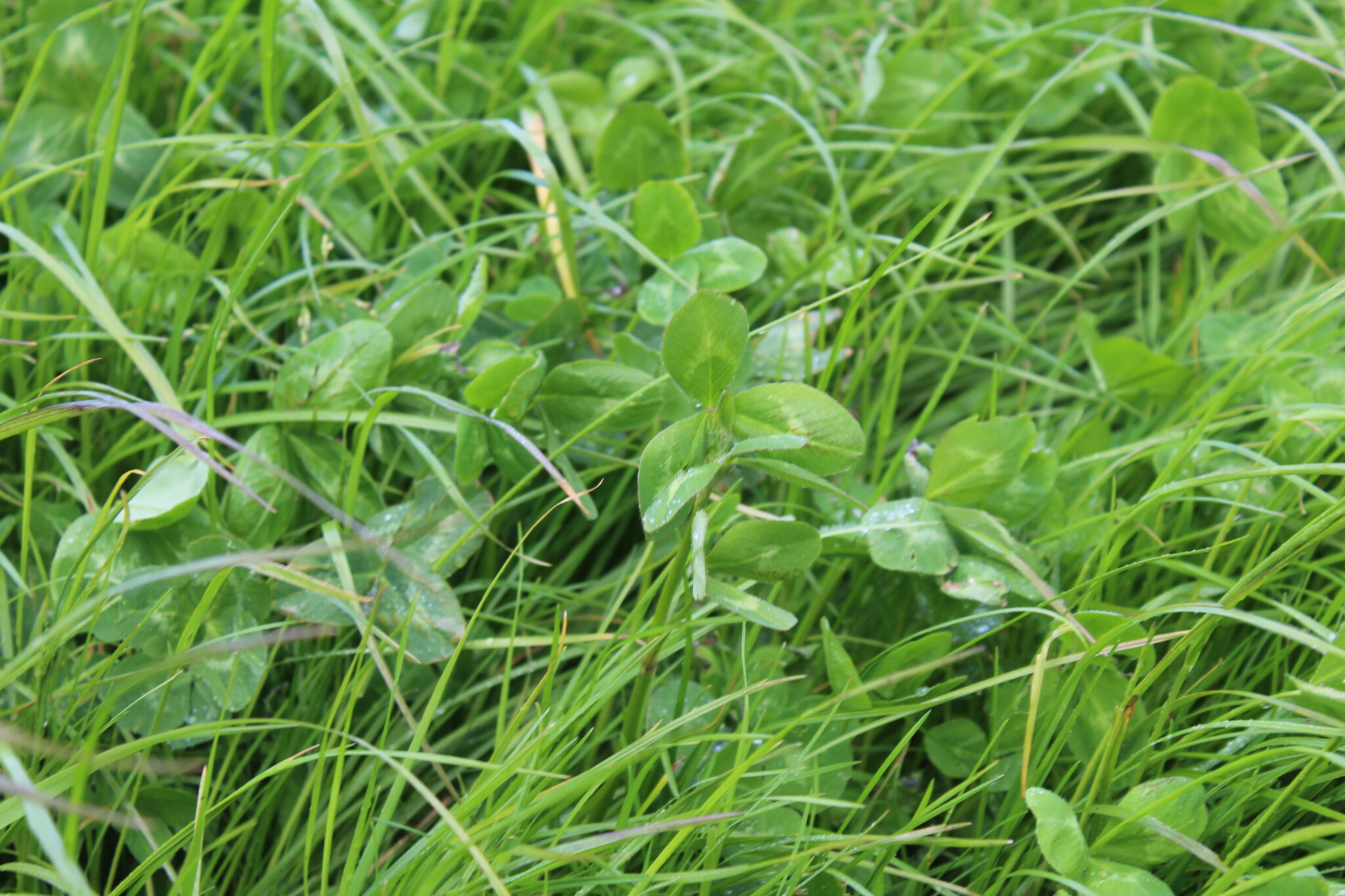 Red clover boosts silage yields on Tyrone dairy farm - Agriland.ie