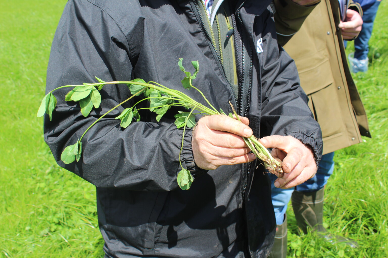 Red clover boosts silage yields on Tyrone dairy farm - Agriland.ie