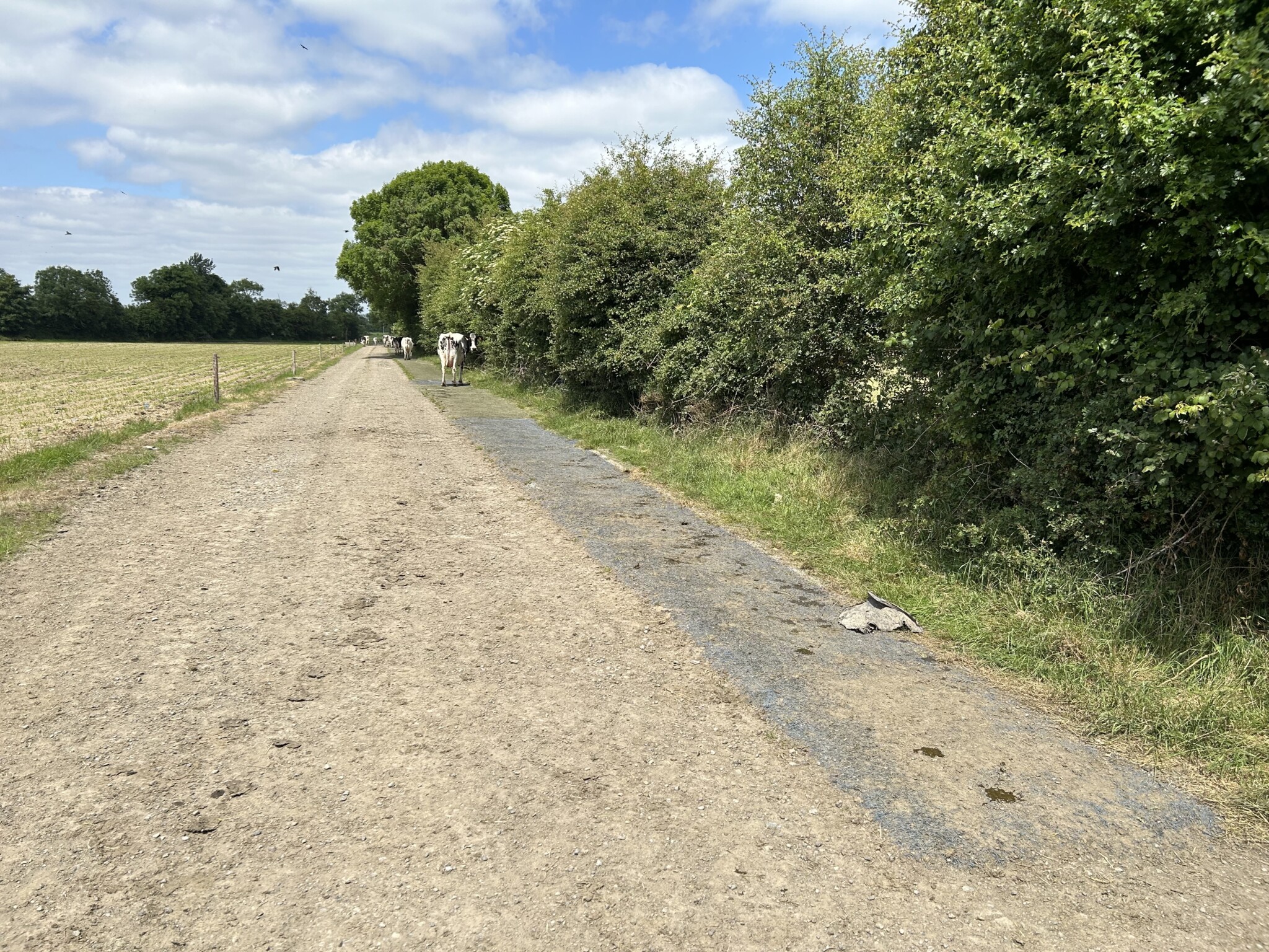 Dairy farmer reduces lameness using astro turf roadways - Agriland.ie