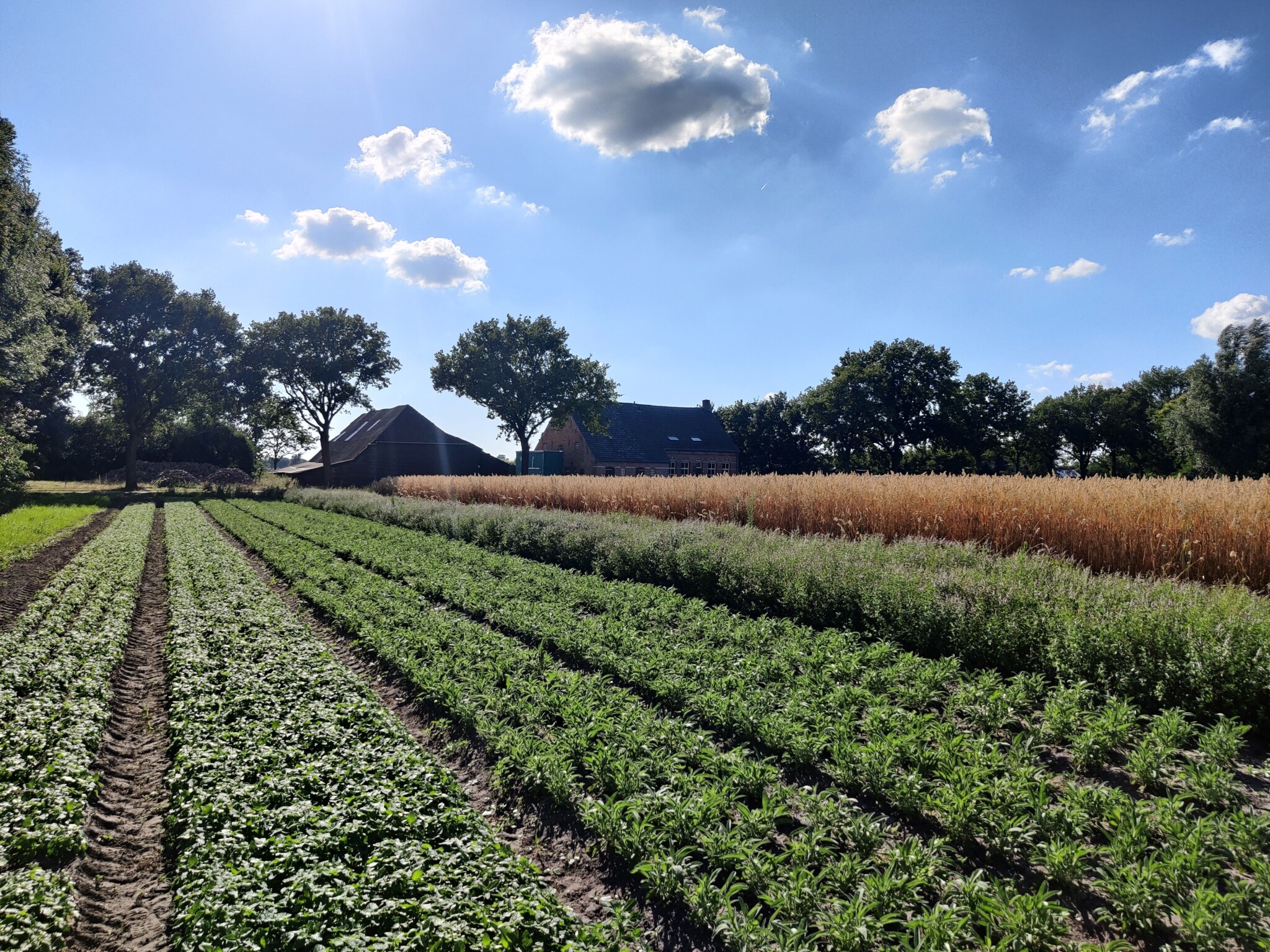 Dutch farmer growing crops and 30 types of vegetables on 7ha - Agriland.ie