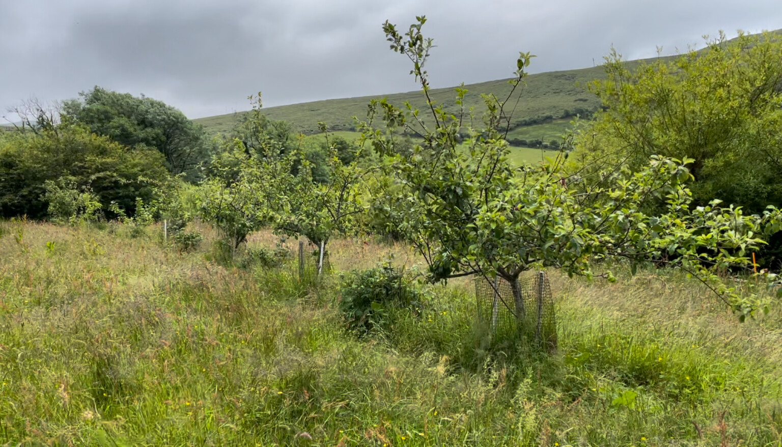 Watch: Agroforestry showcased on Kerry farm walk - Agriland.ie