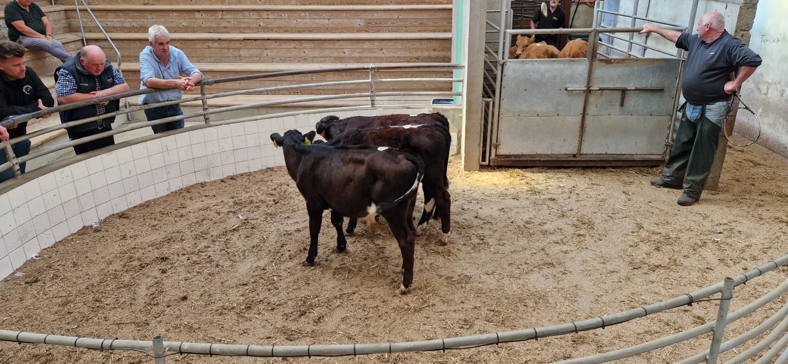 Calf trade: Reared calves make €585 at Enniscorthy Mart - Agriland.ie