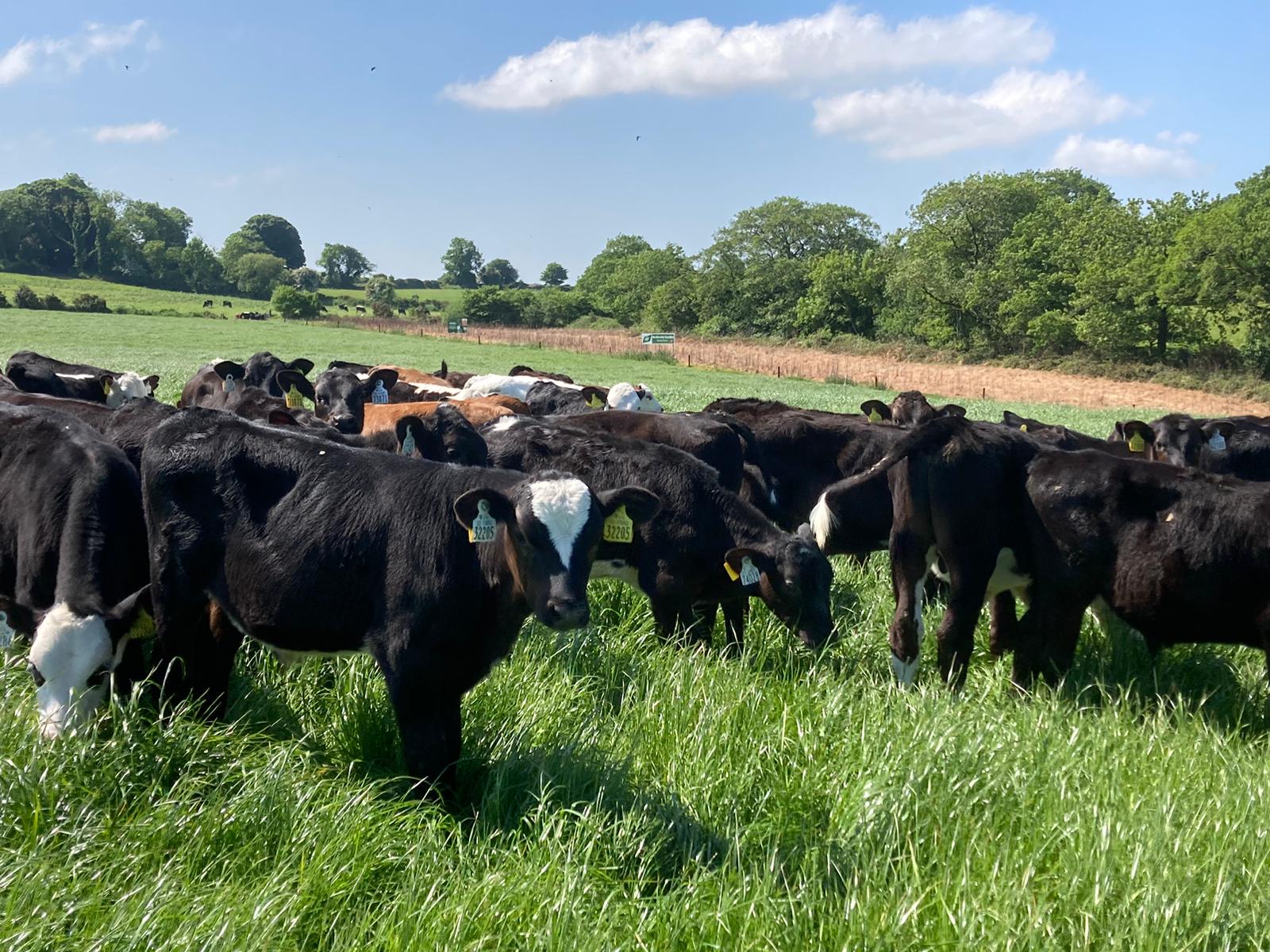 ABP Demo Farm: New post-weaning strategy for calves - Agriland.ie