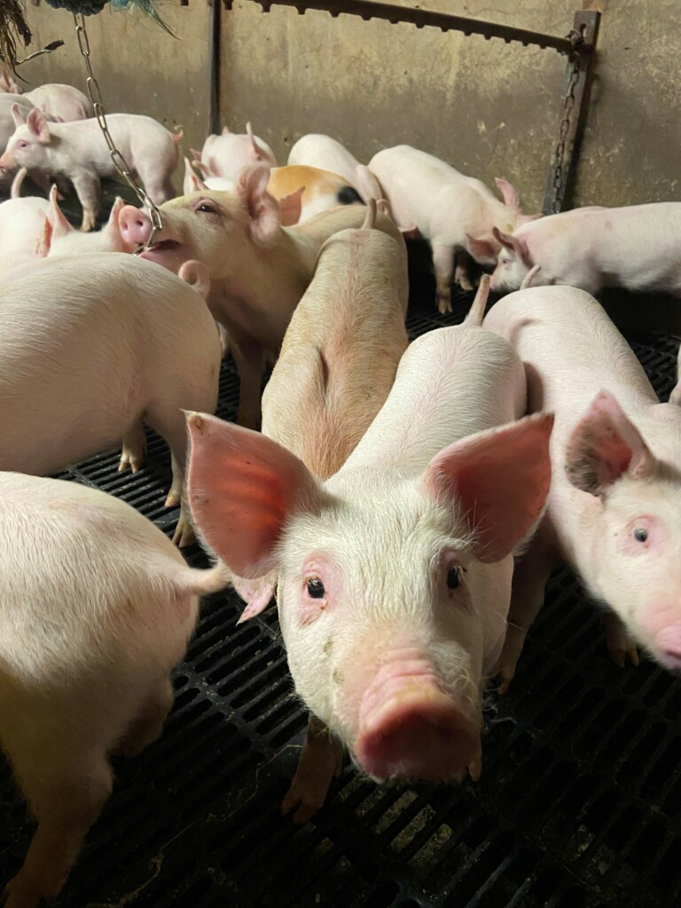 How Irish pig farmers can balance profitability and sustainability ...